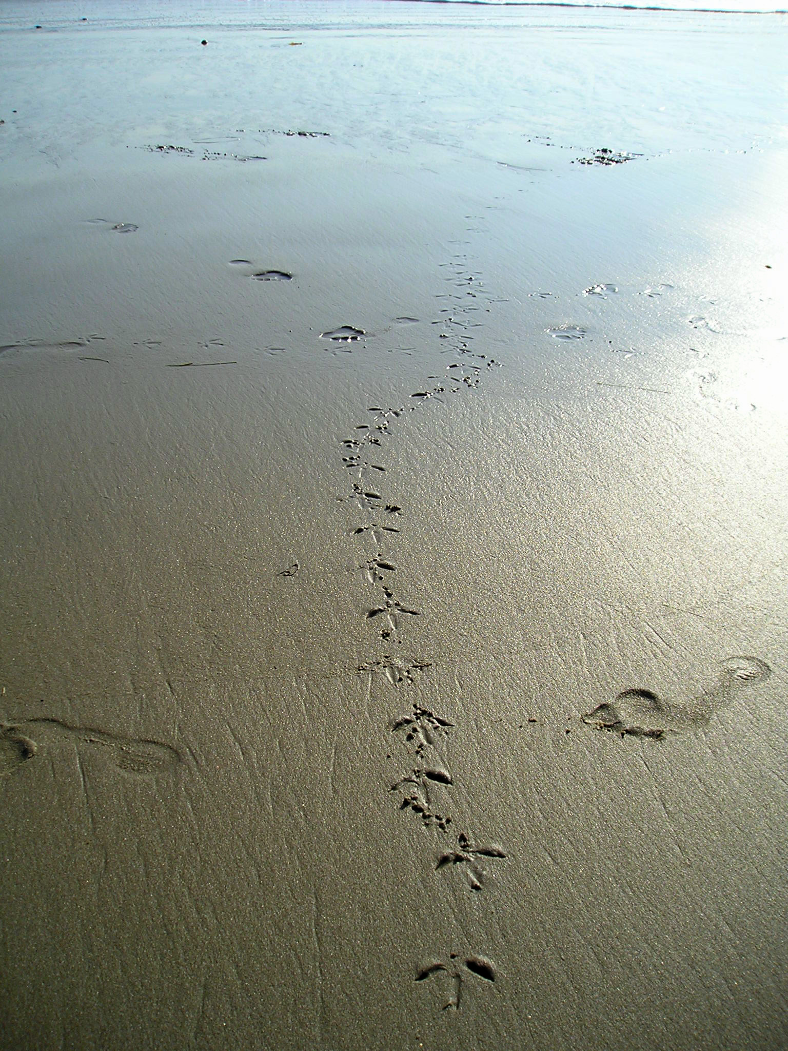 Gallery - Ella Arrow's Bookshelf