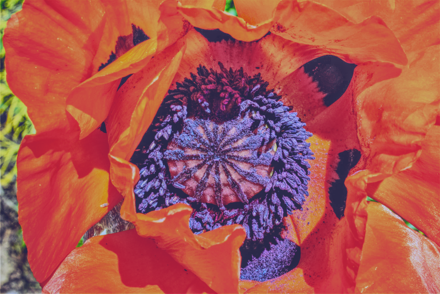 Gallery - Ella Arrow's Bookshelf